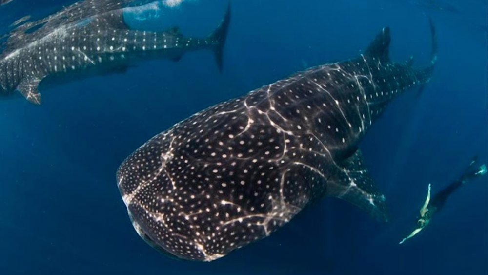 Julie Andersen, la mujer que 'susurraba' a los tiburones - Nautik Magazine