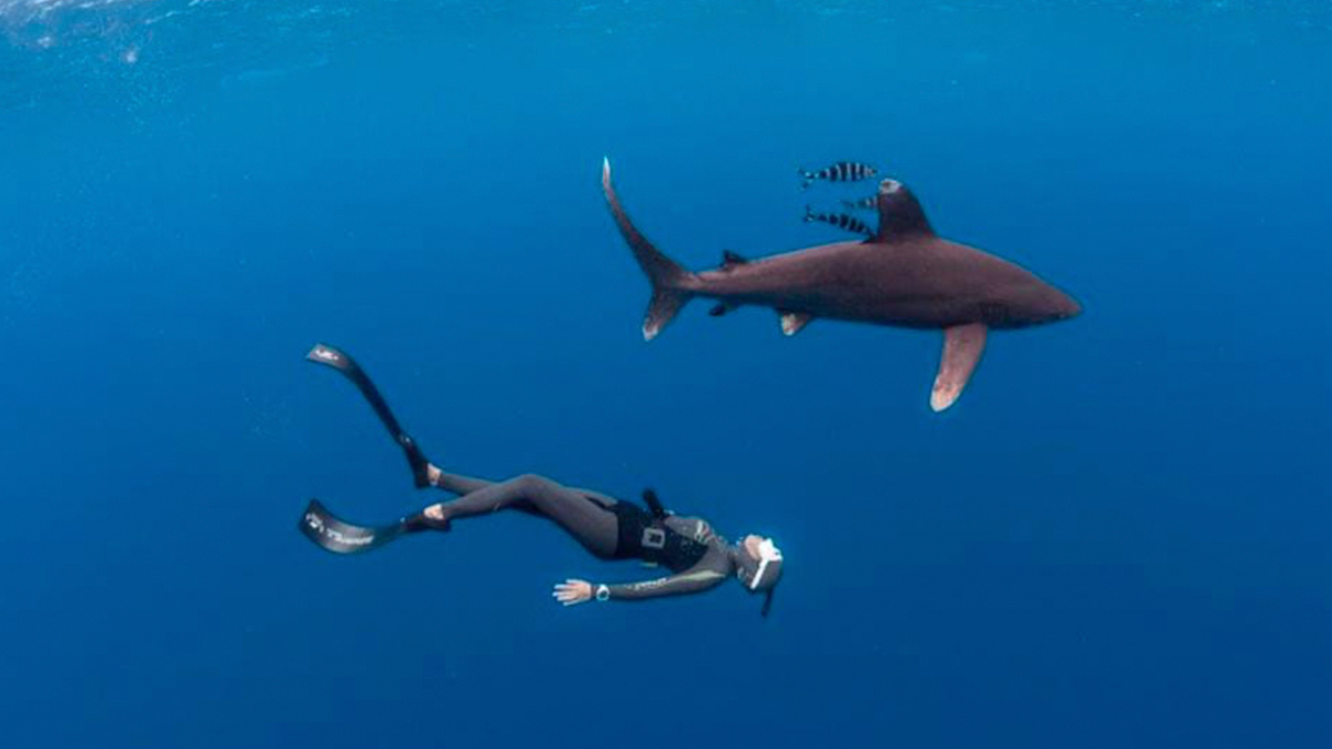 Julie Andersen, la mujer que 'susurraba' a los tiburones - Nautik Magazine
