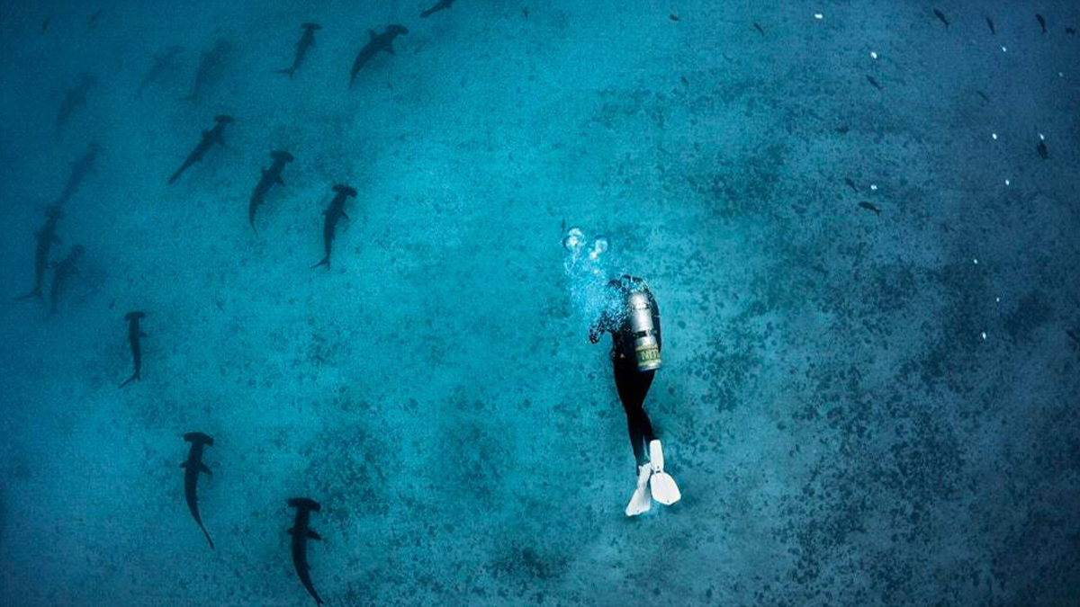 Julie Andersen, la mujer que 'susurraba' a los tiburones - Nautik Magazine